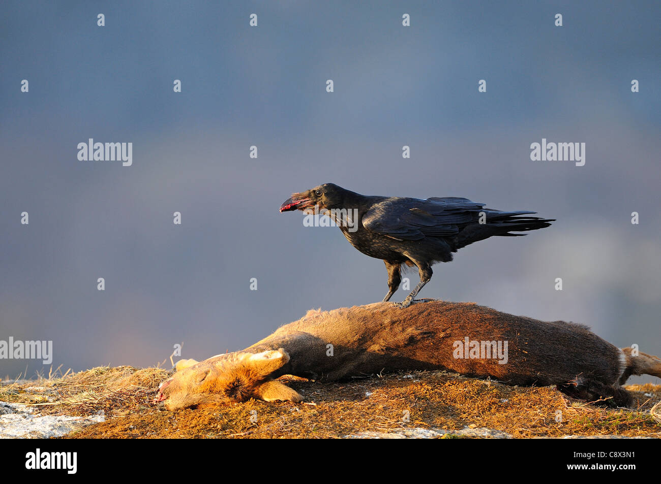Raven eating dead deer hi-res stock photography and images - Alamy