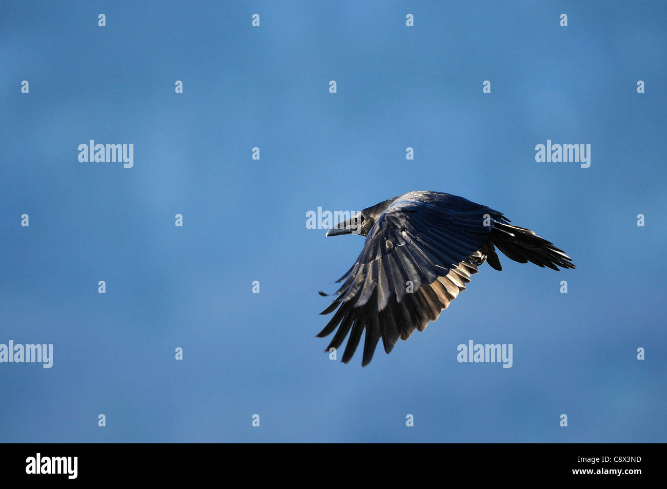 Raven flying hi-res stock photography and images - Alamy