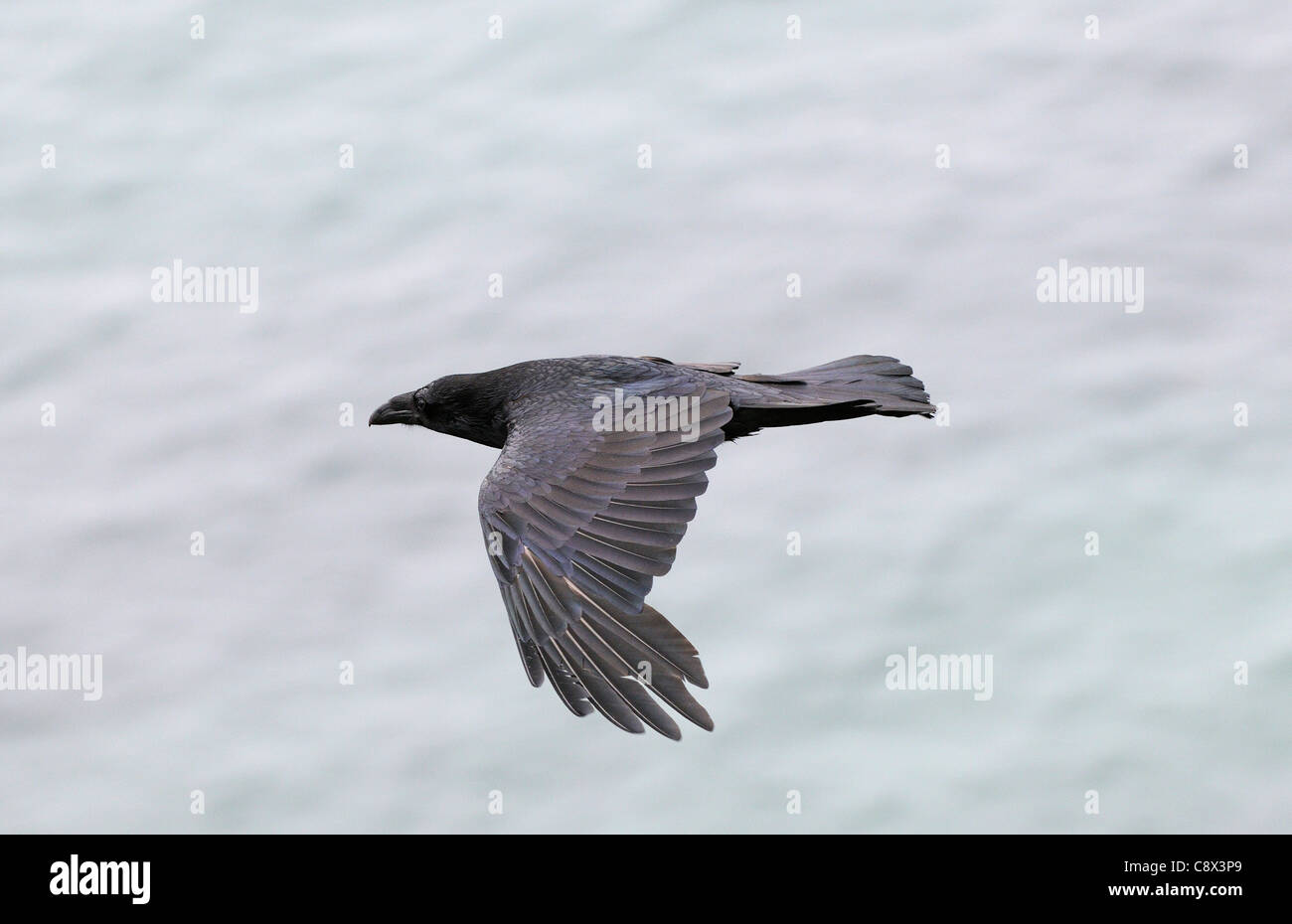 Raven Black Raven Stock Photos & Raven Black Raven Stock Images - Alamy