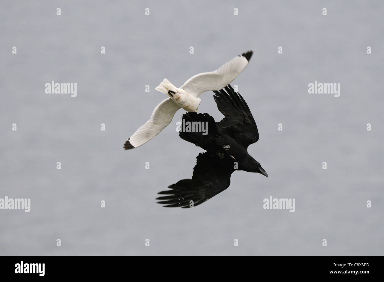 Raven (Corvus corax) being mobbed by Kittiwake (Rissa tridactyla ...