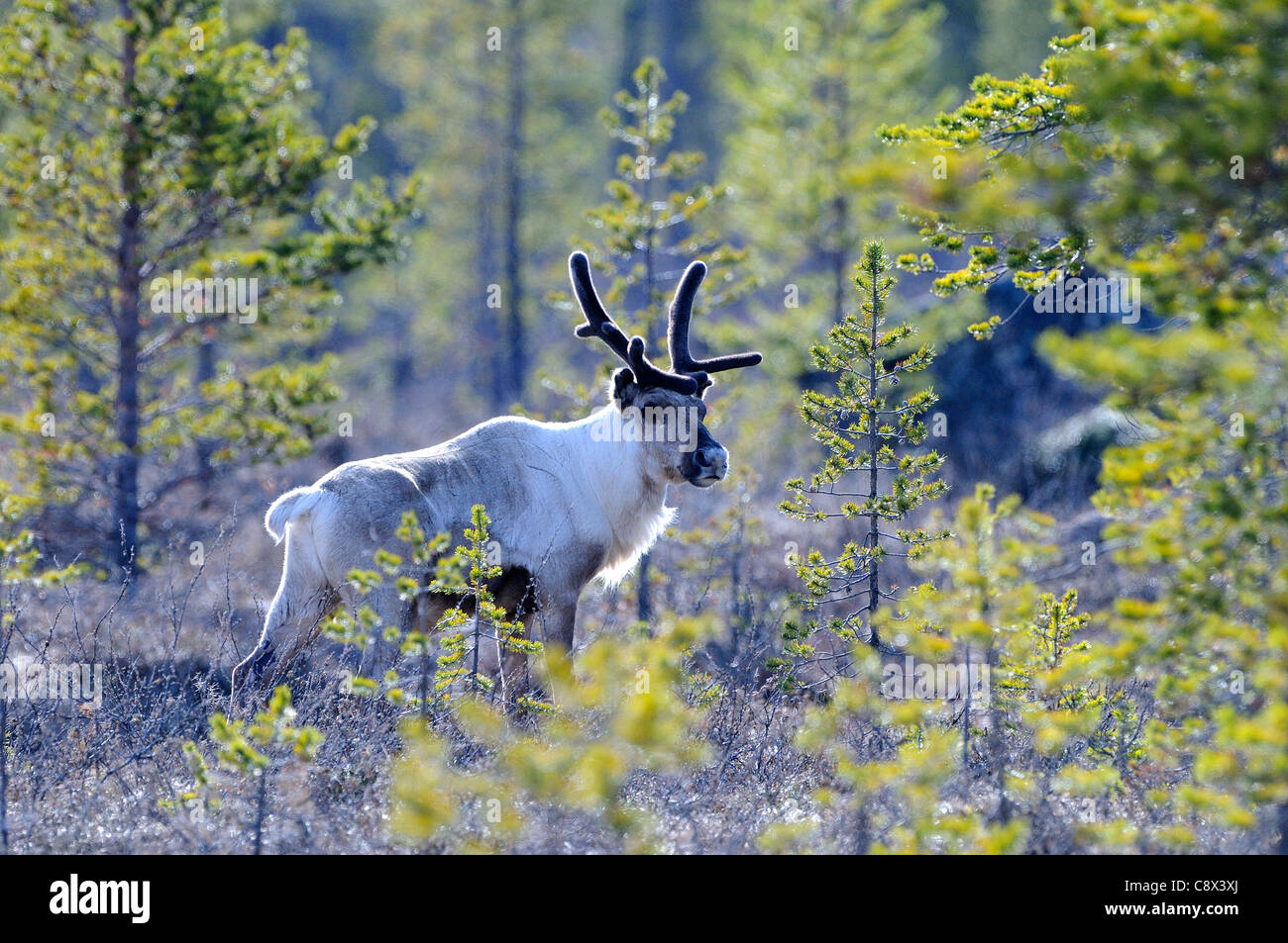 Reindeer (Rangifer tarandus) standing in taiga forest, Finland Stock ...
