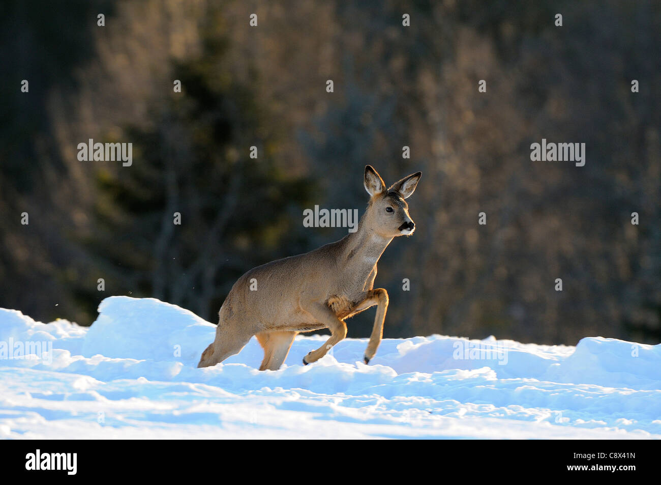 Running deer hi-res stock photography and images - Alamy