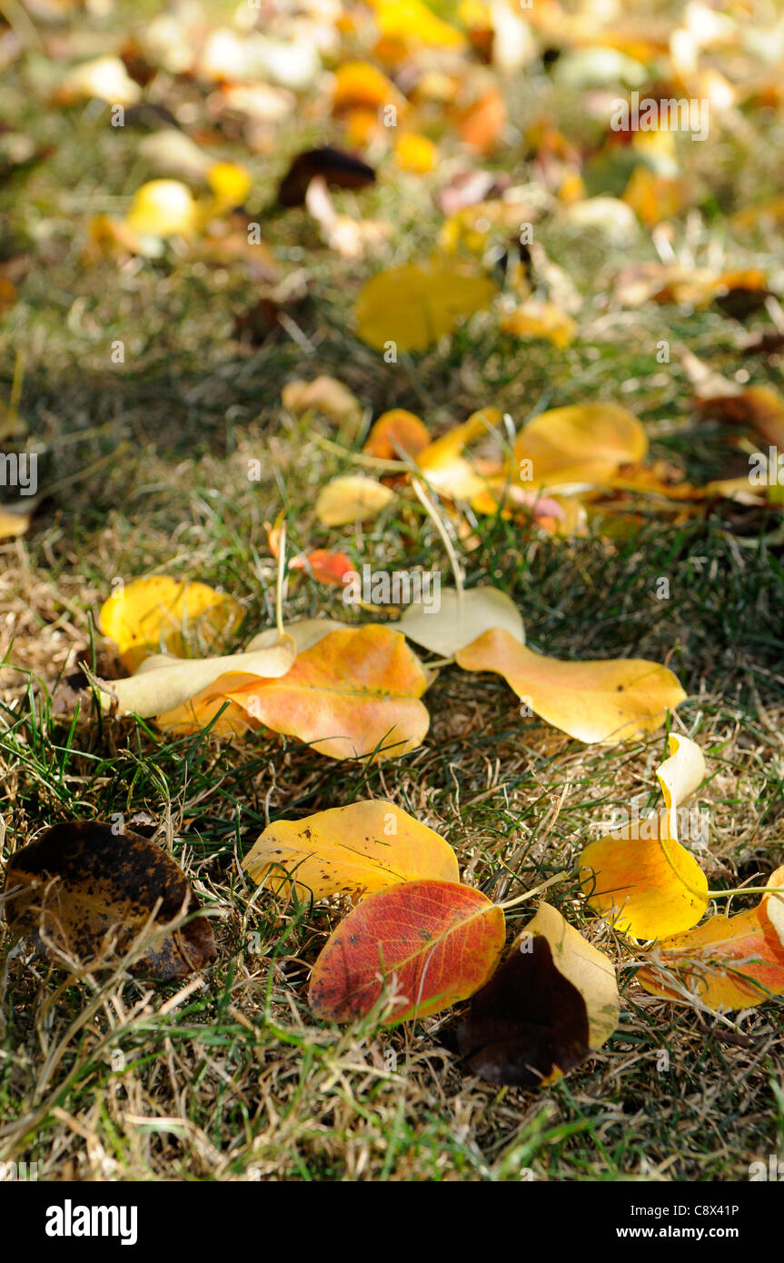 Fallen Autumn Leaves In Garden Stock Photo - Alamy
