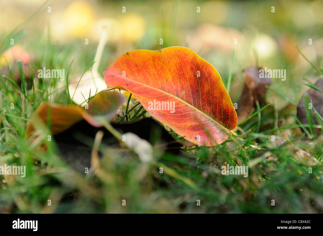Fallen autumn Leaves In a back garden Stock Photo - Alamy