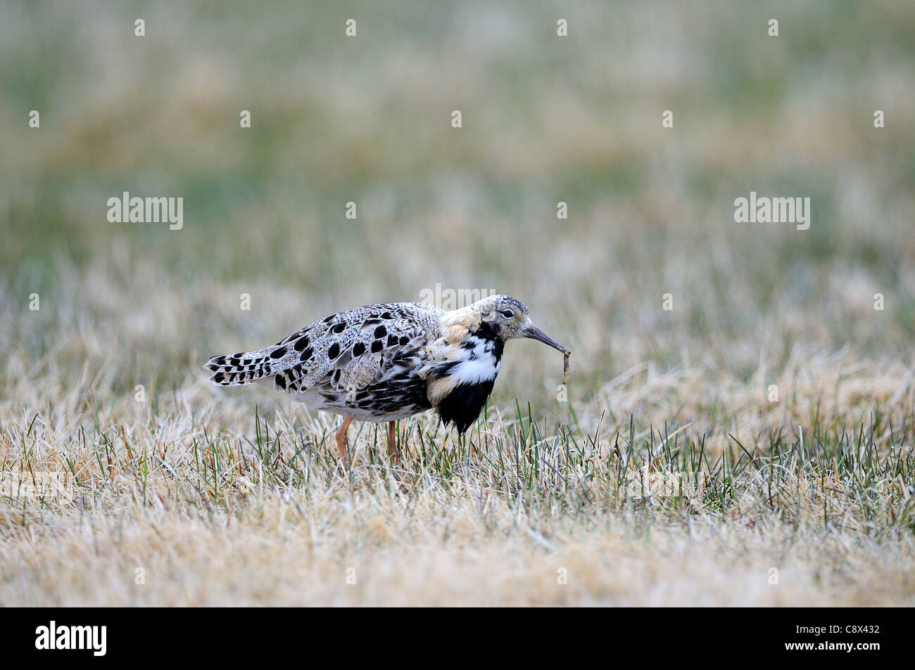 Insect Breeding High Resolution Stock Photography and Images - Alamy