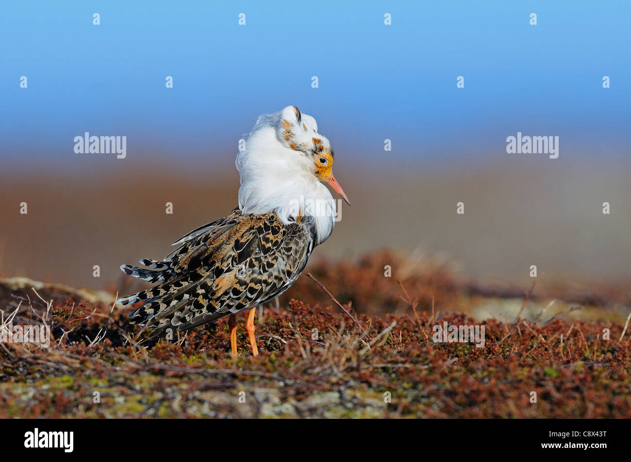 Ruff (Philomachus pugnax) male in breeding plumage, at lek, Varanger ...
