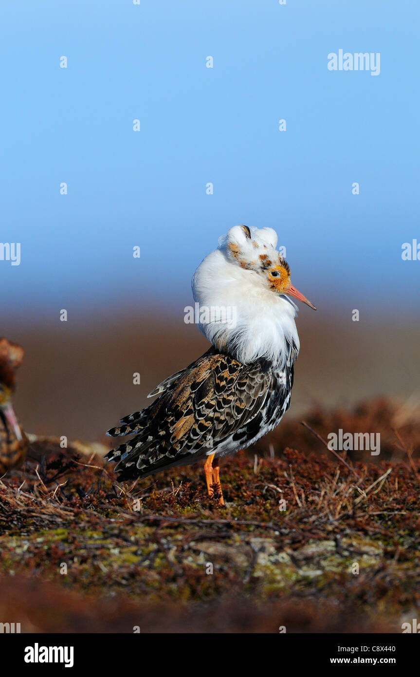 Male and female ruff bird hi-res stock photography and images - Alamy