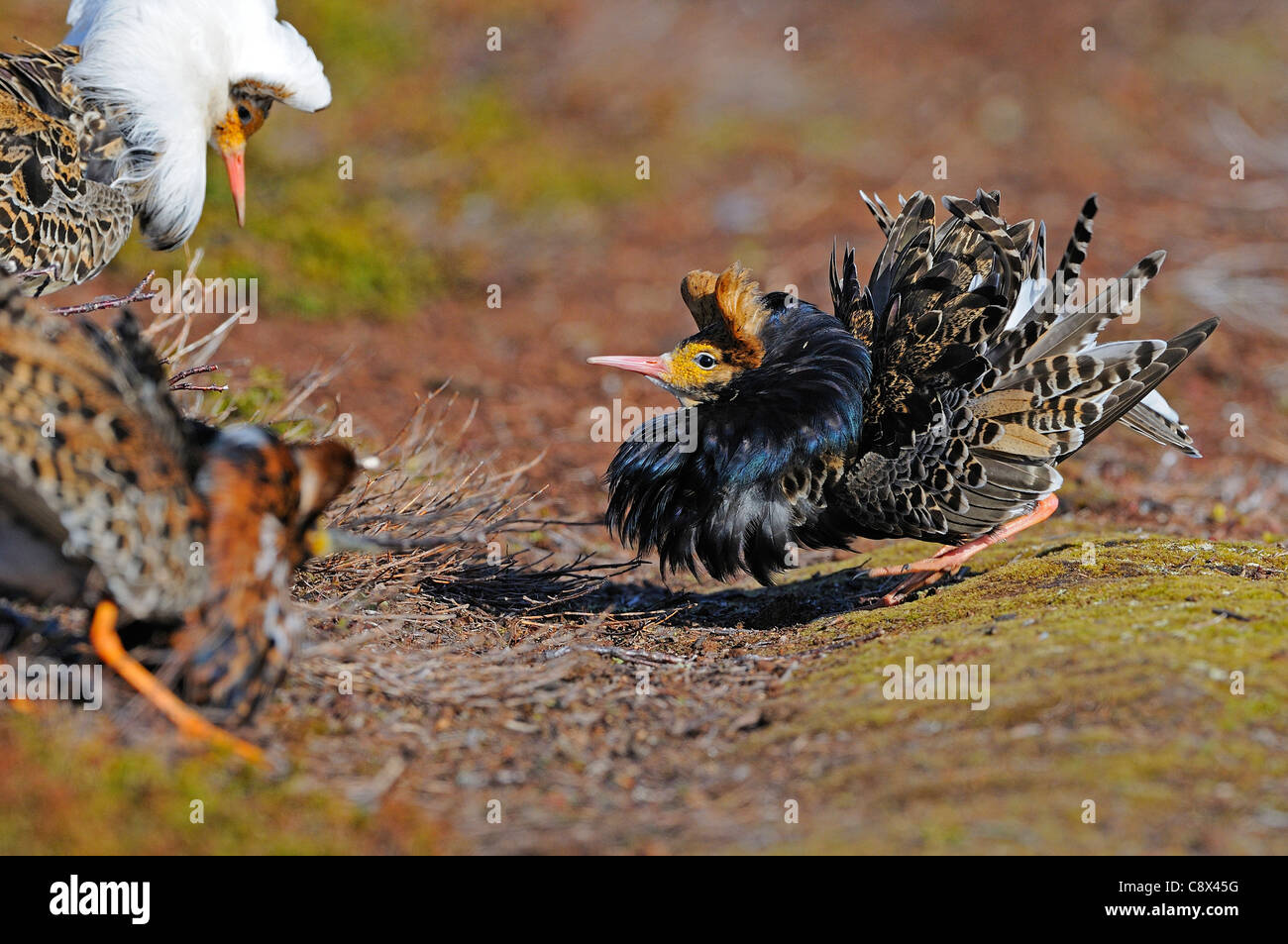Ruff (Philomachus pugnax) male displaying at lek, in breeding plumage ...