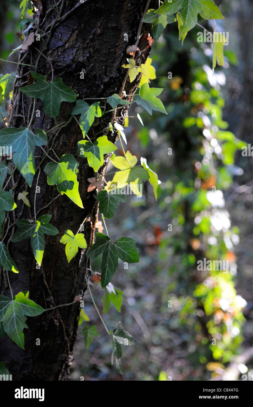 Ivy Leaves On Tree Branch In Autumn Stock Photo - Alamy