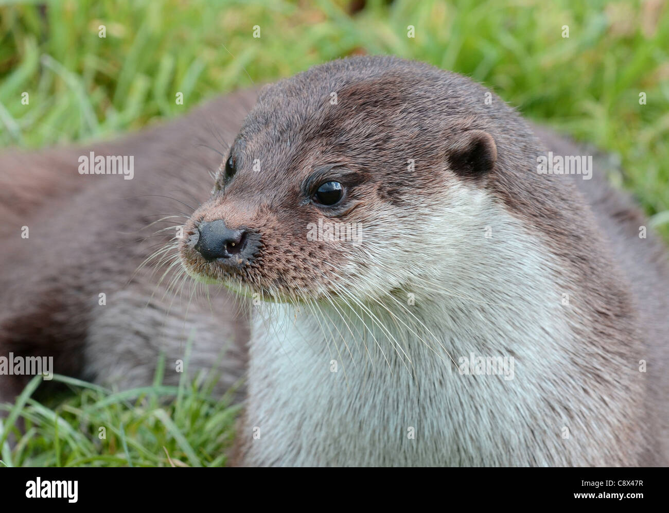British otter hi-res stock photography and images - Alamy
