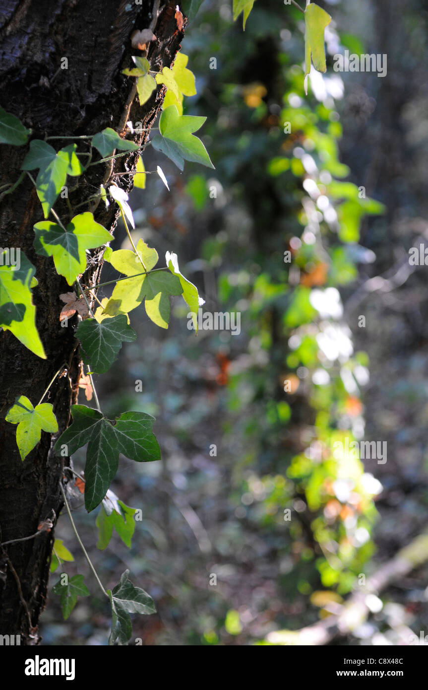 Autumnal plants hi-res stock photography and images - Alamy