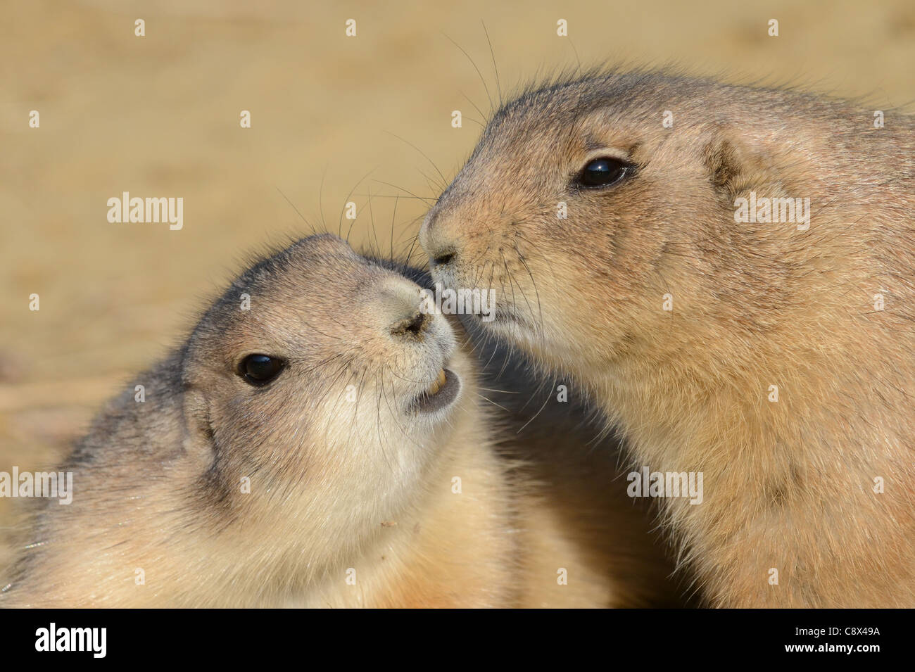Prairie dog kiss hi-res stock photography and images - Alamy