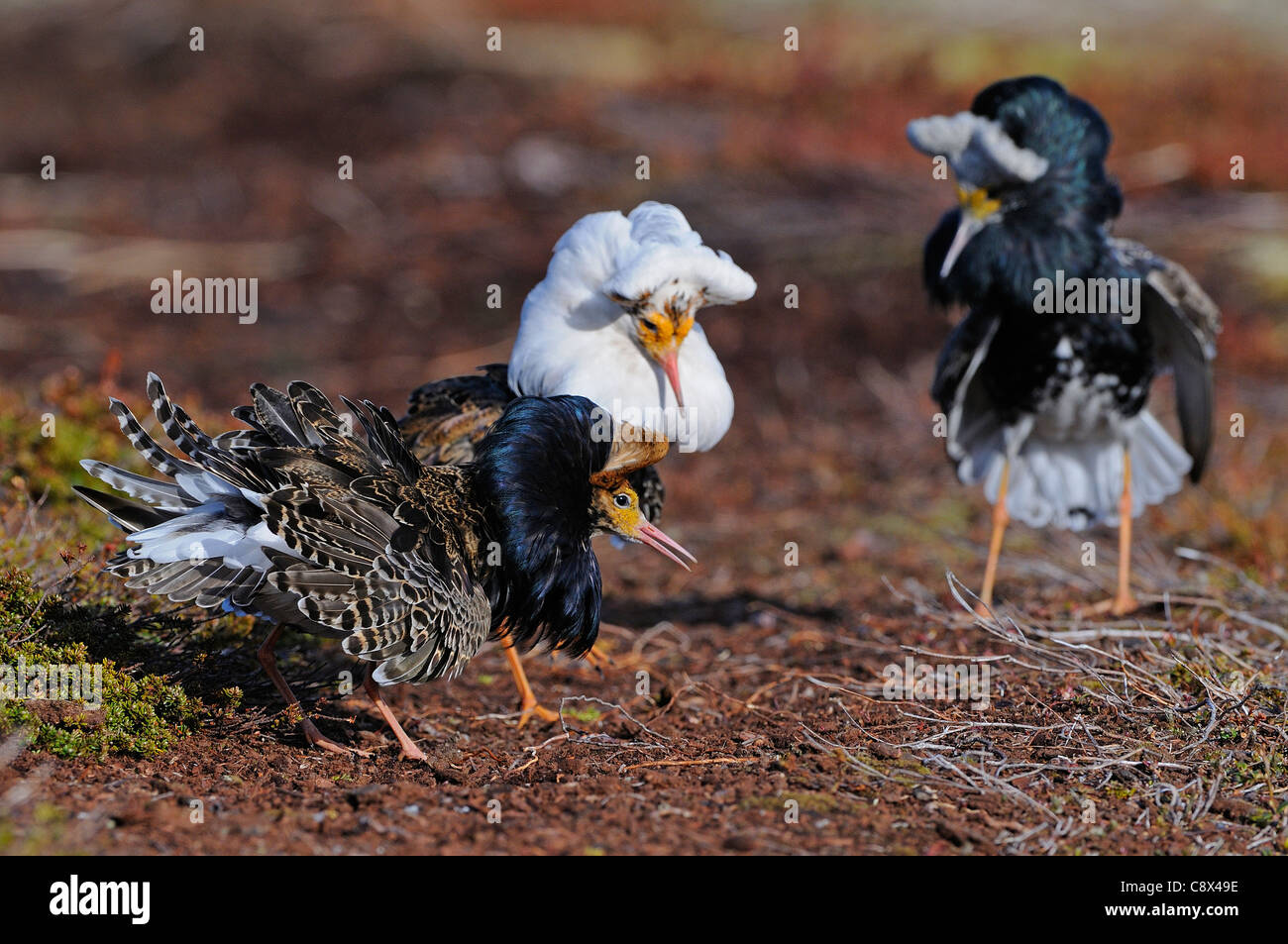 Ruff (Philomachus pugnax) males displaying at lek, in breeding plumage ...