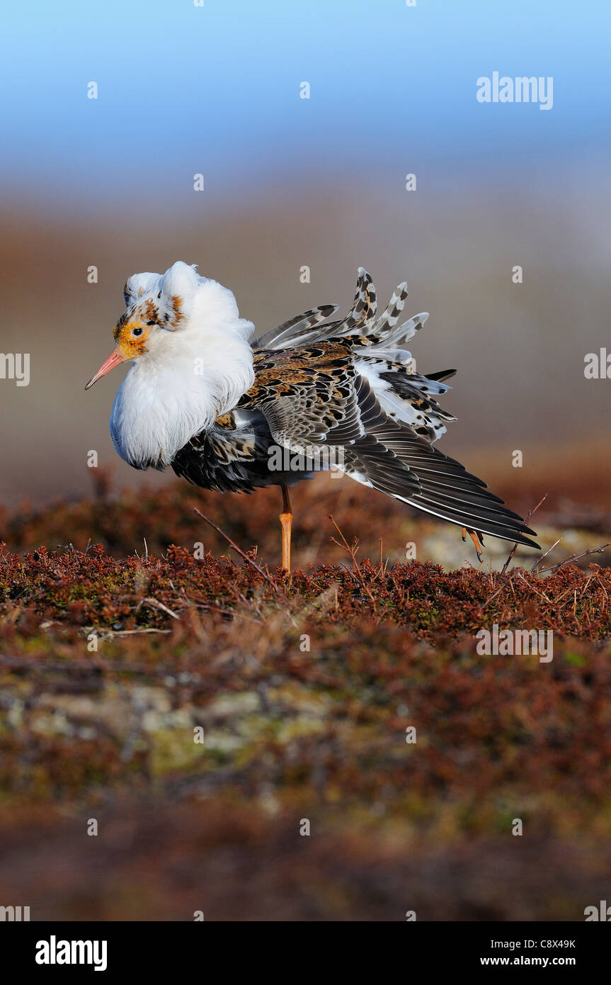 Ruff (Philomachus pugnax) male in breeding plumage, stretching wing ...