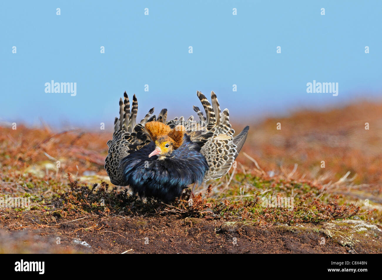 Ruff (Philomachus pugnax) male displaying at lek, in breeding plumage ...