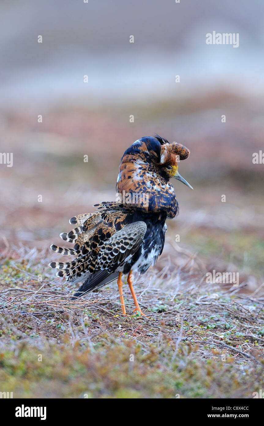 Ruff (Philomachus pugnax) male displaying at lek, in breeding plumage ...