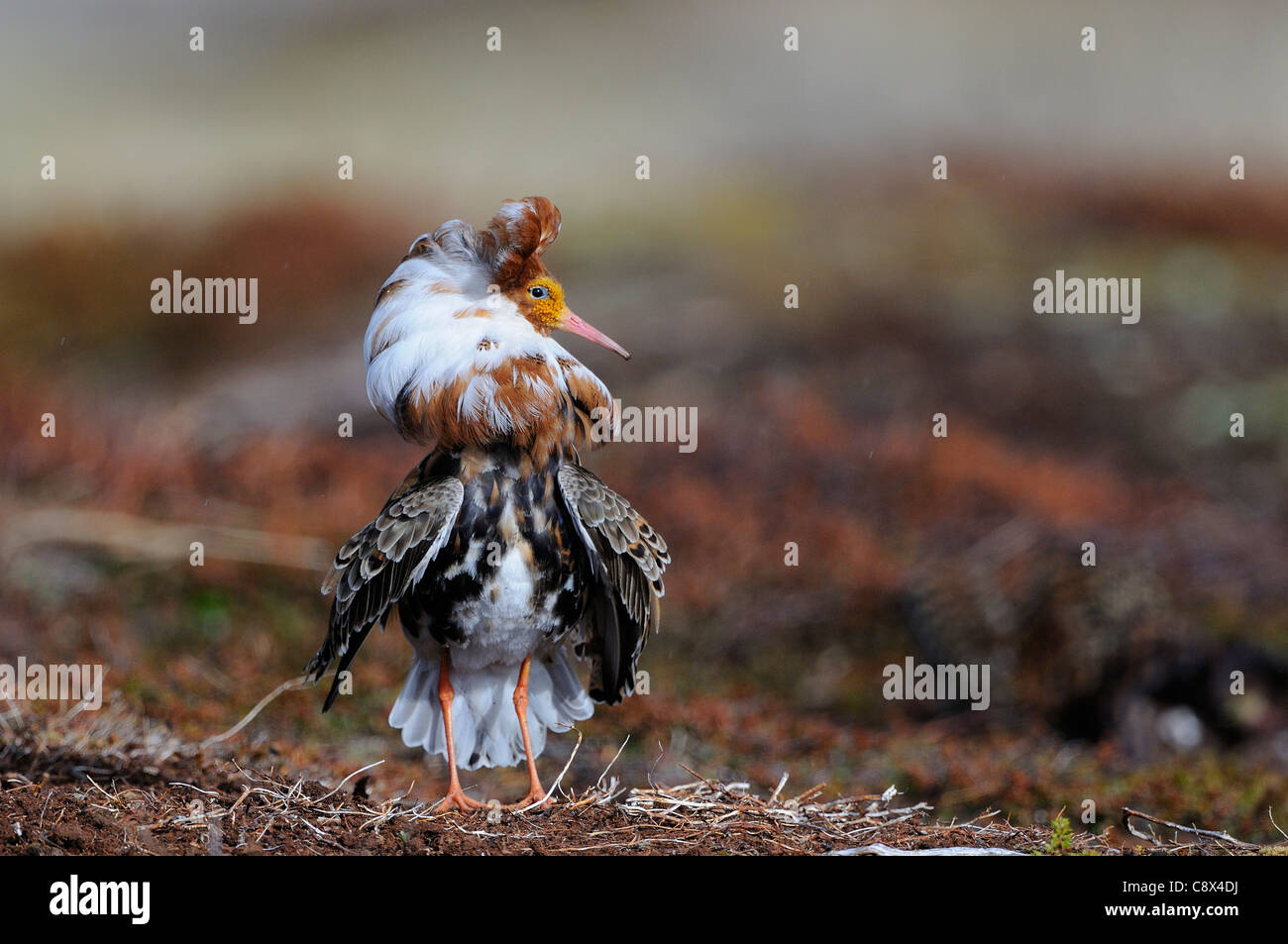 Ruff (Philomachus pugnax) male displaying at lek, in breeding plumage ...