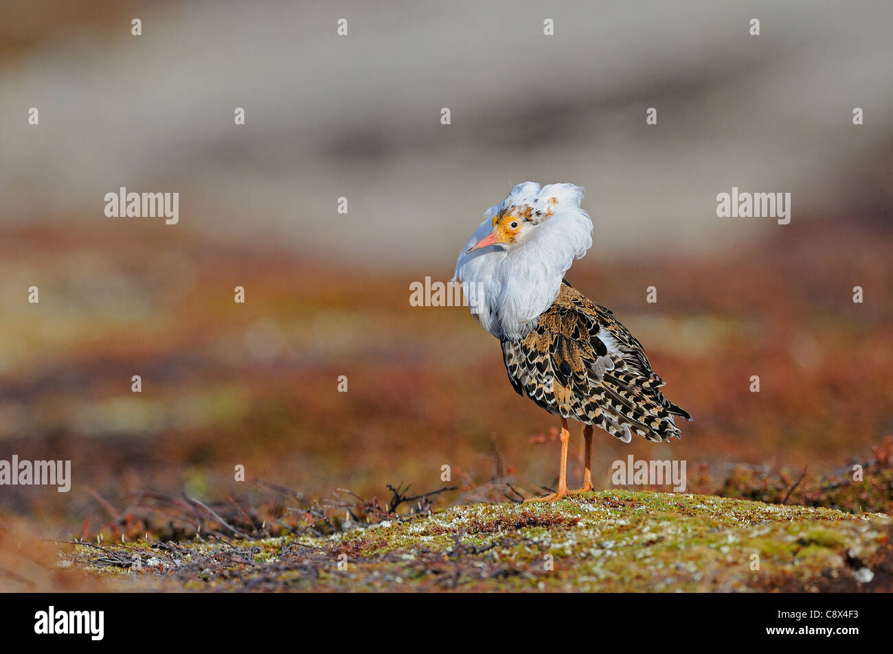 Ruff (Philomachus pugnax) male in breeding plumage, at lek, Varanger ...