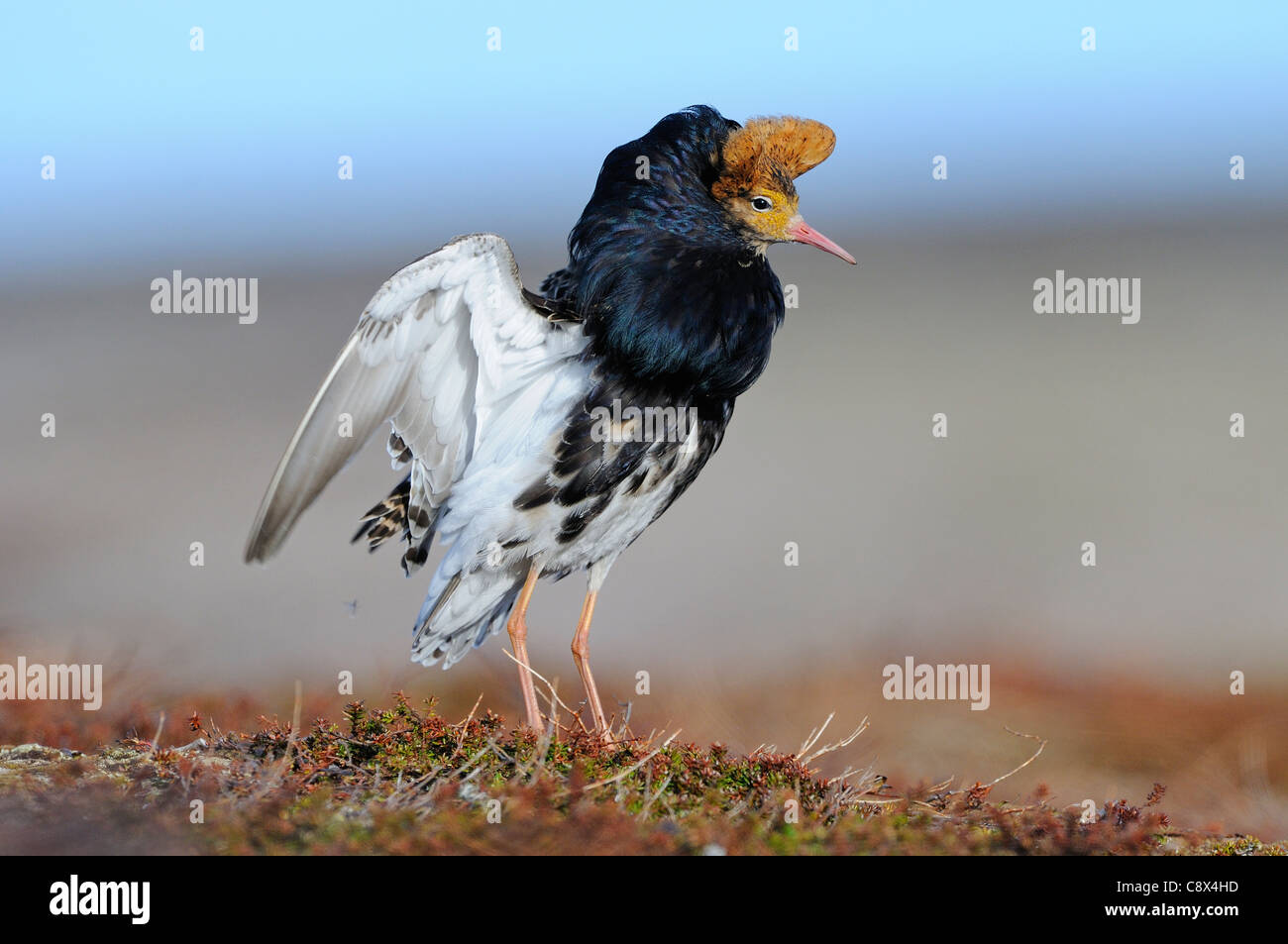 Ruff (Philomachus pugnax) male in breeding plumage, at lek, Varanger ...