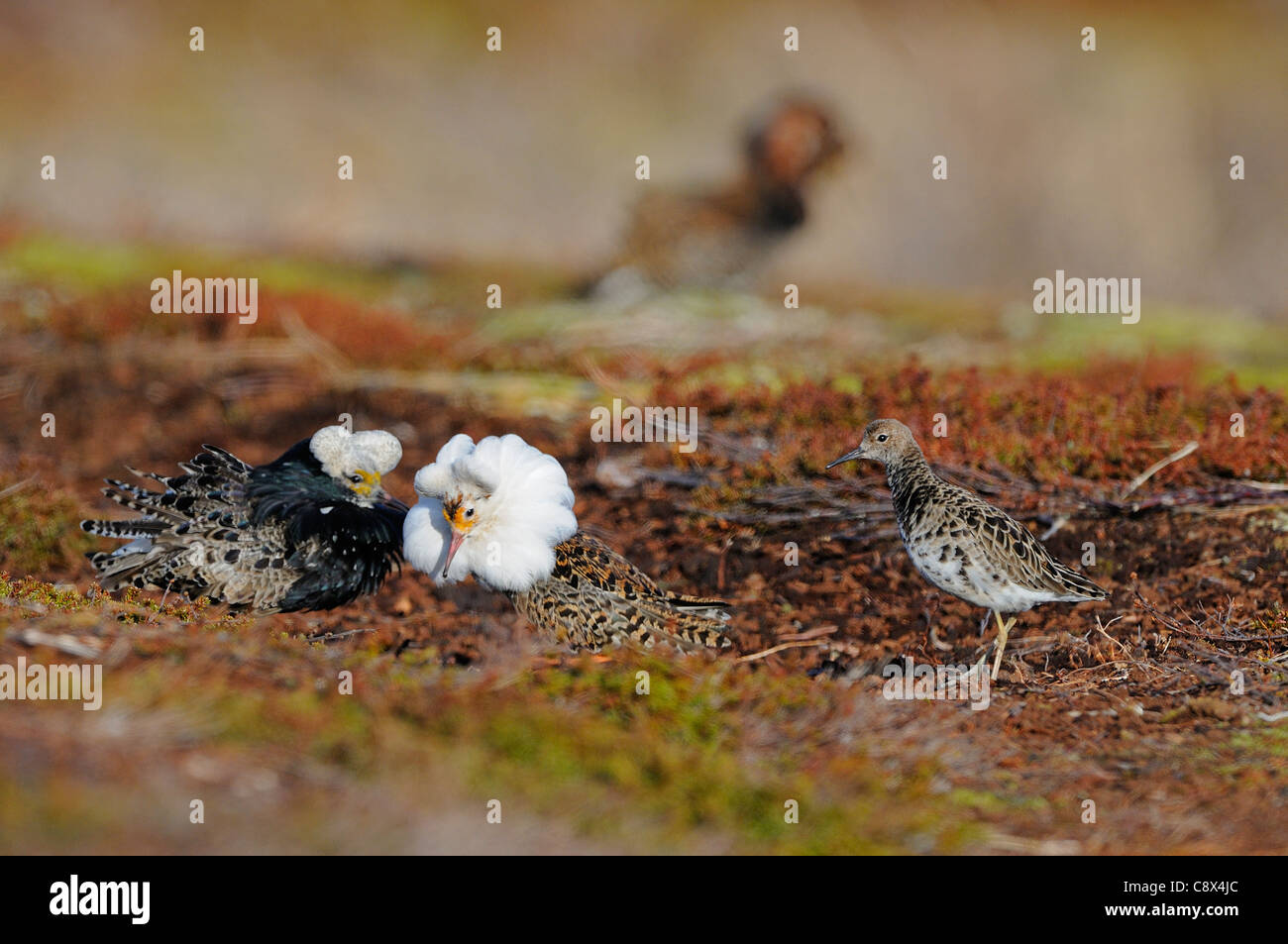Female ruff reeve philomachus pugnax hi-res stock photography and ...