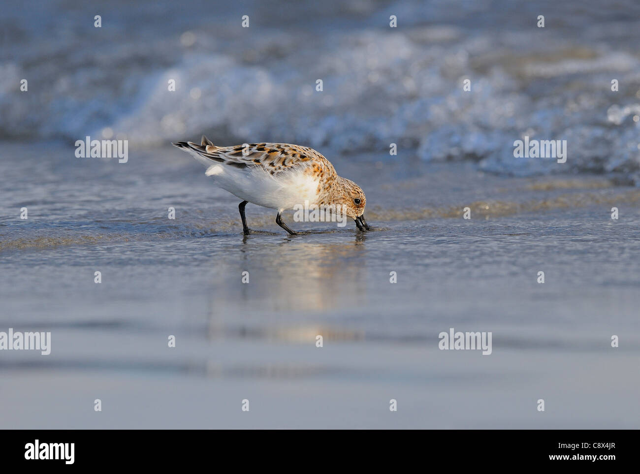 Sanderling (Calidris alba) in summer breeding plumage, feeding in mud ...