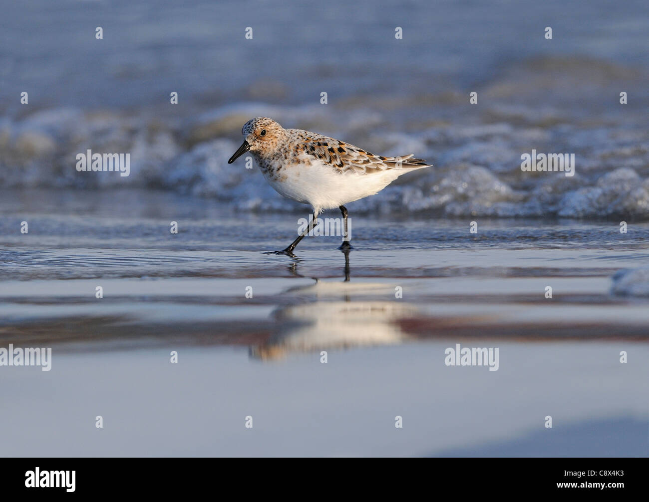 Sanderling (Calidris alba) in summer breeding plumage, walking on beach ...