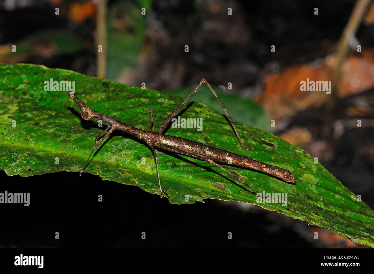 Proscopiid Grasshopper or Jumping Stick Insect (Apioscelis species) at ...