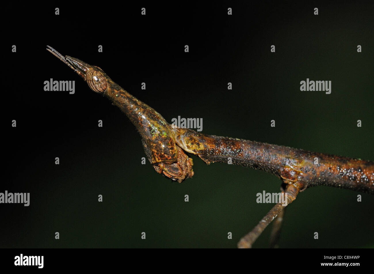 Grasshopper jumping hi-res stock photography and images - Alamy