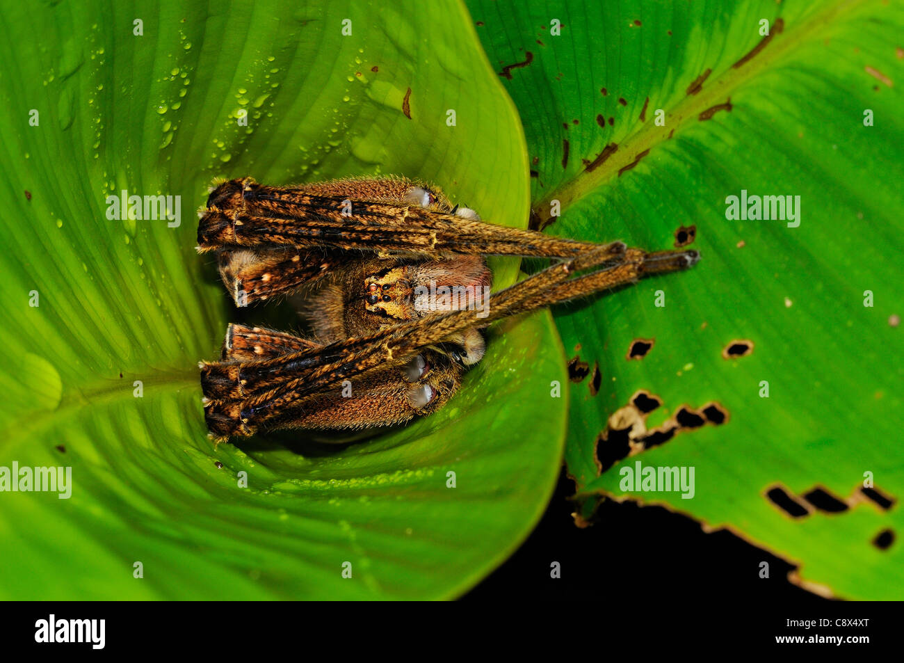 Amazon Rainforest Spiders