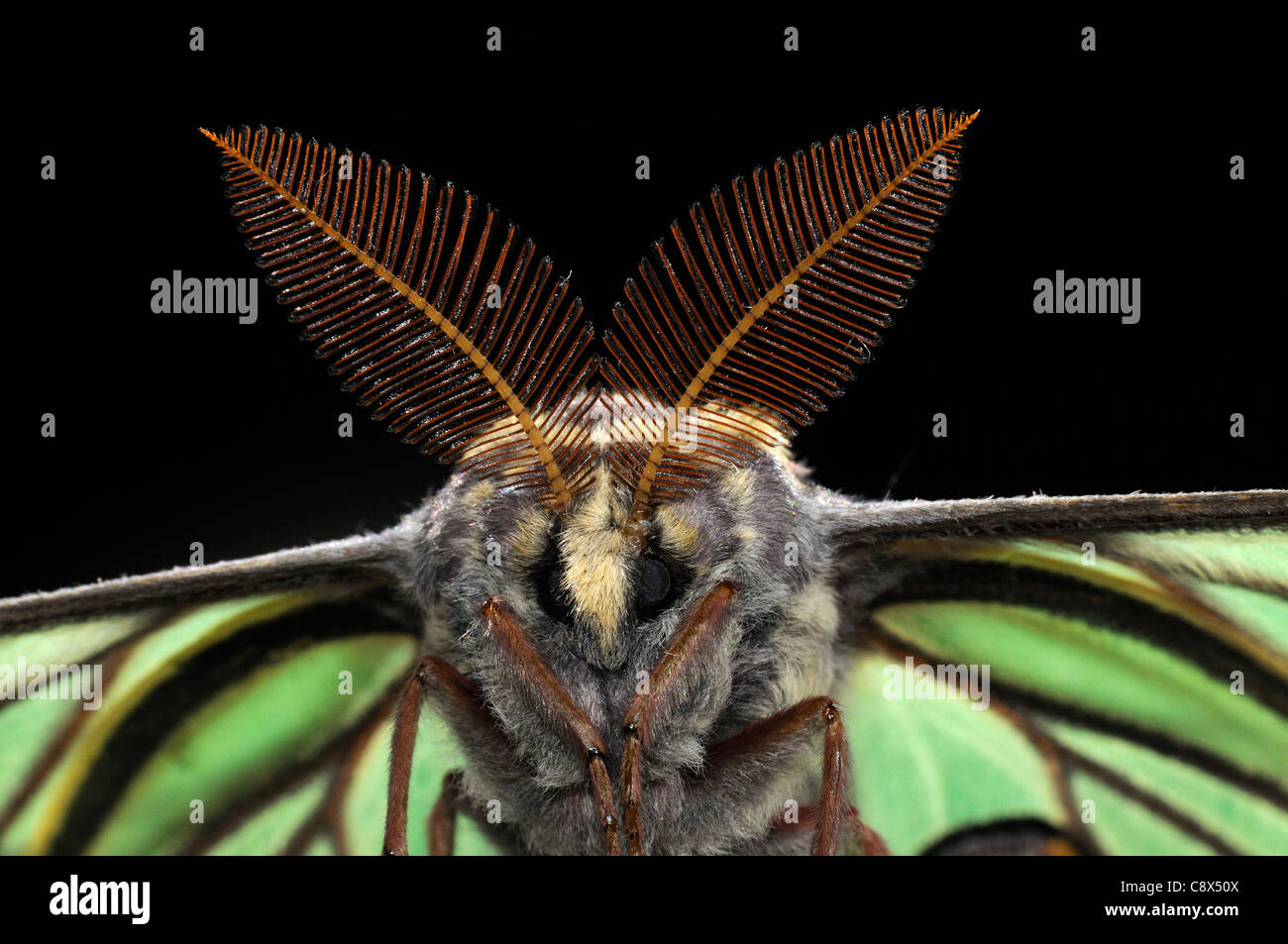 Spanish Moth Spanish Moth