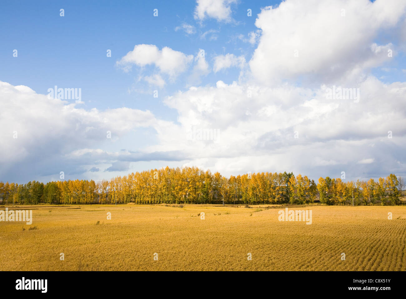 harvest paddy field with blue sky Stock Photo - Alamy