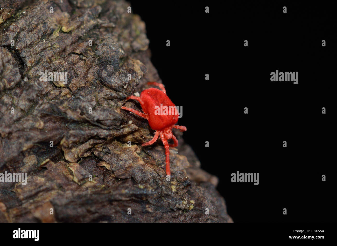 Red Velvet Mite (Eutrombidium rostratus) walking on bark, Oxfordshire ...