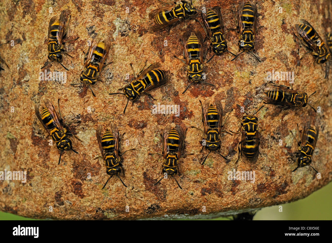 Communal Wasp (Vespidae) several walking on nest surface, Yasuni ...