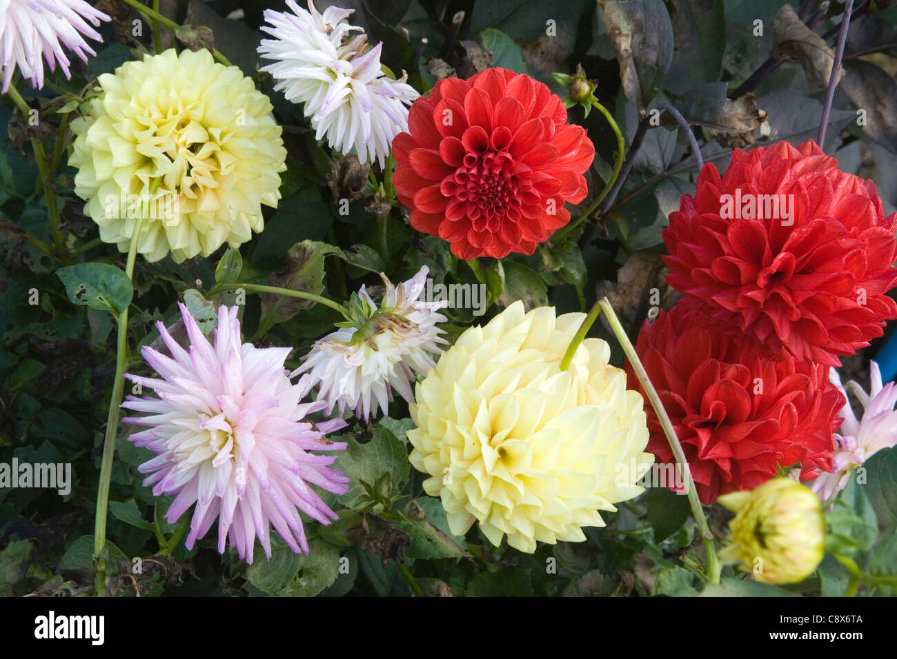 October Flowers High Resolution Stock Photography and Images - Alamy