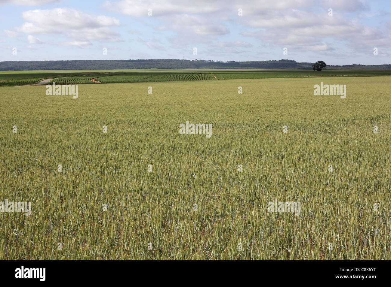 Crop in large flat field, Northern France Stock Photo - Alamy