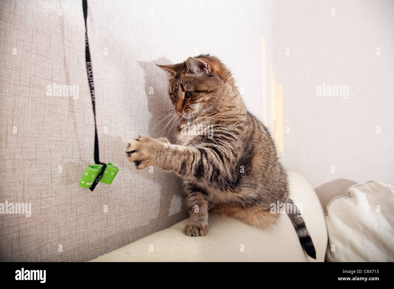 Cats emotions hi-res stock photography and images - Alamy