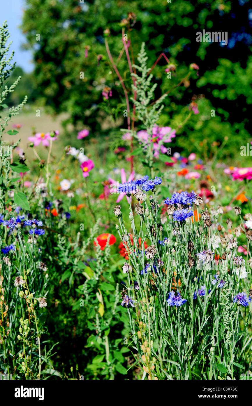 Blue Corn flowers in nature field Stock Photo - Alamy