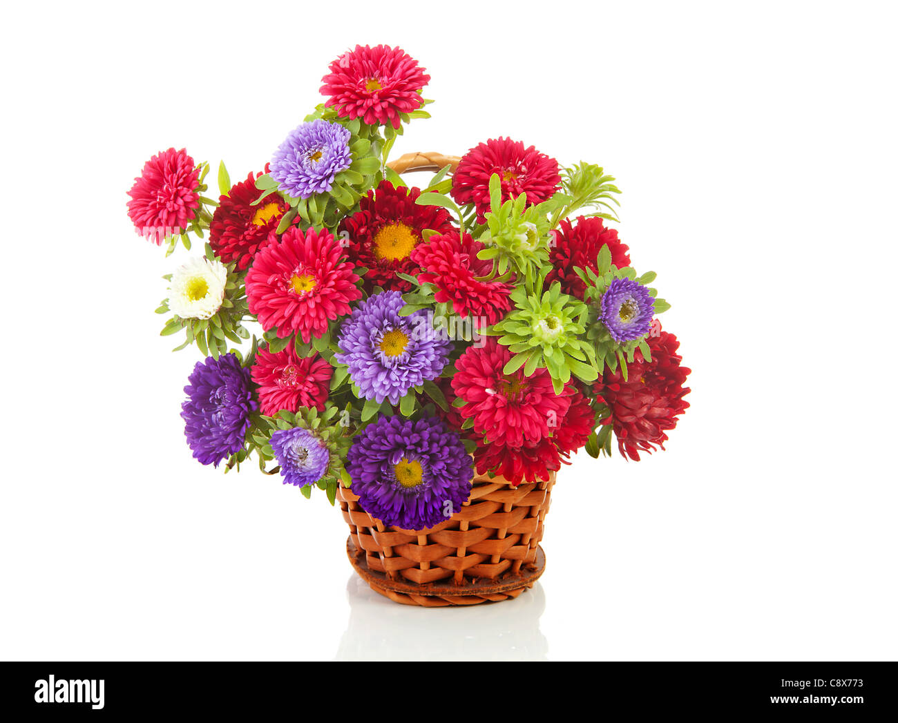 Cane Flower High Resolution Stock Photography and Images - Alamy