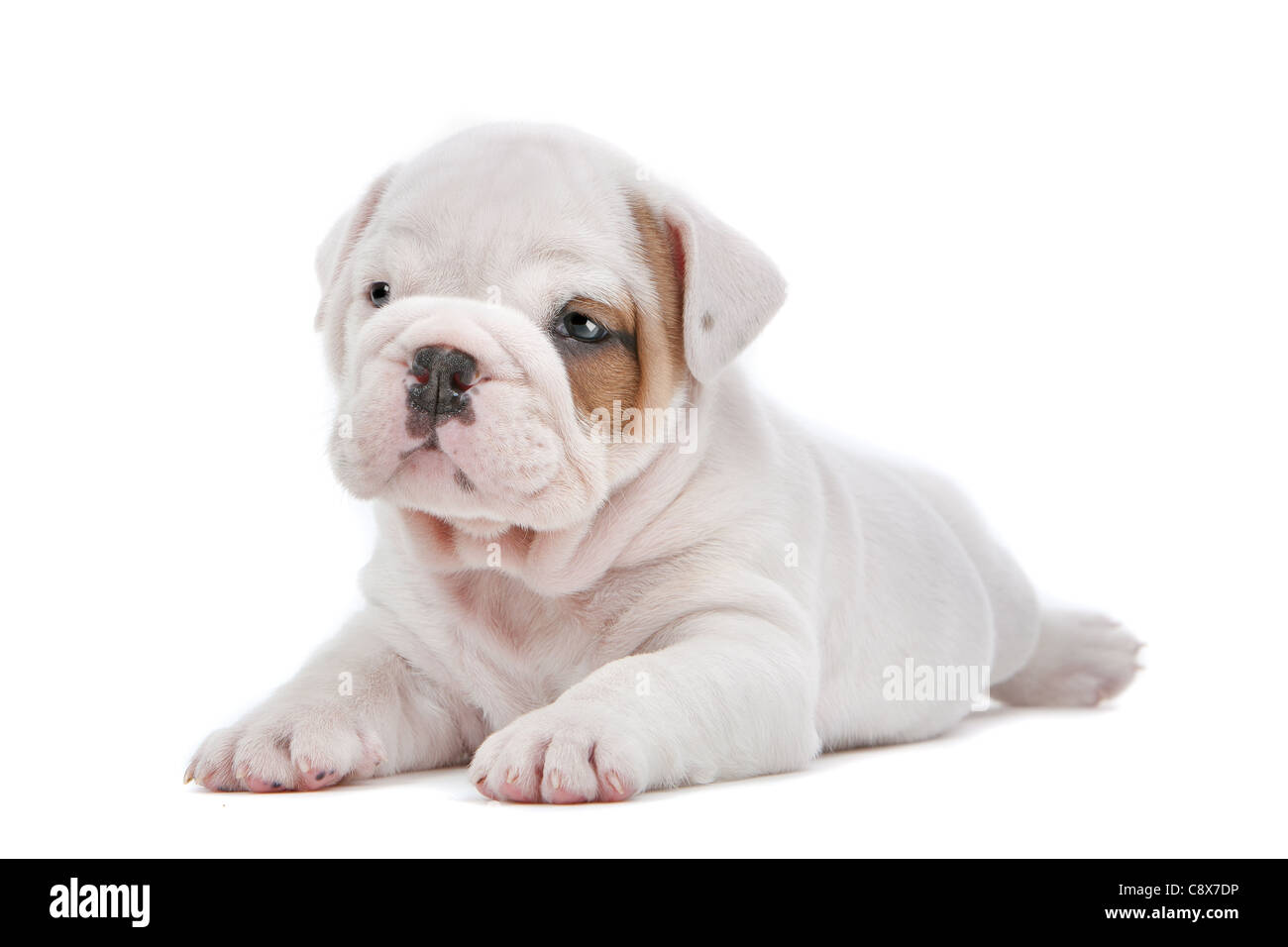 English Bulldog puppy in front of a white background Stock Photo - Alamy