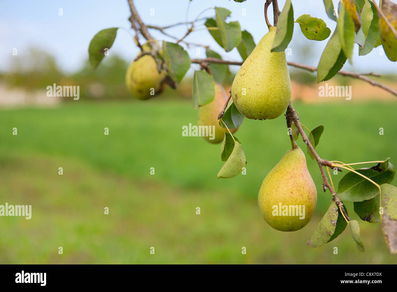 Poires hi-res stock photography and images - Alamy