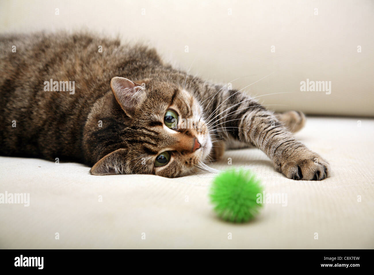 Playing cat hi-res stock photography and images - Alamy