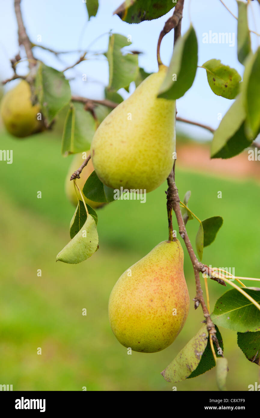 Hanging Pears Tree Stock Photos & Hanging Pears Tree Stock Images - Alamy