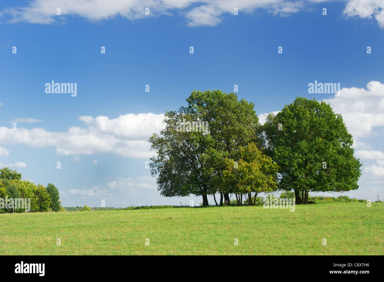 Group of trees in the grass fields Stock Photo - Alamy
