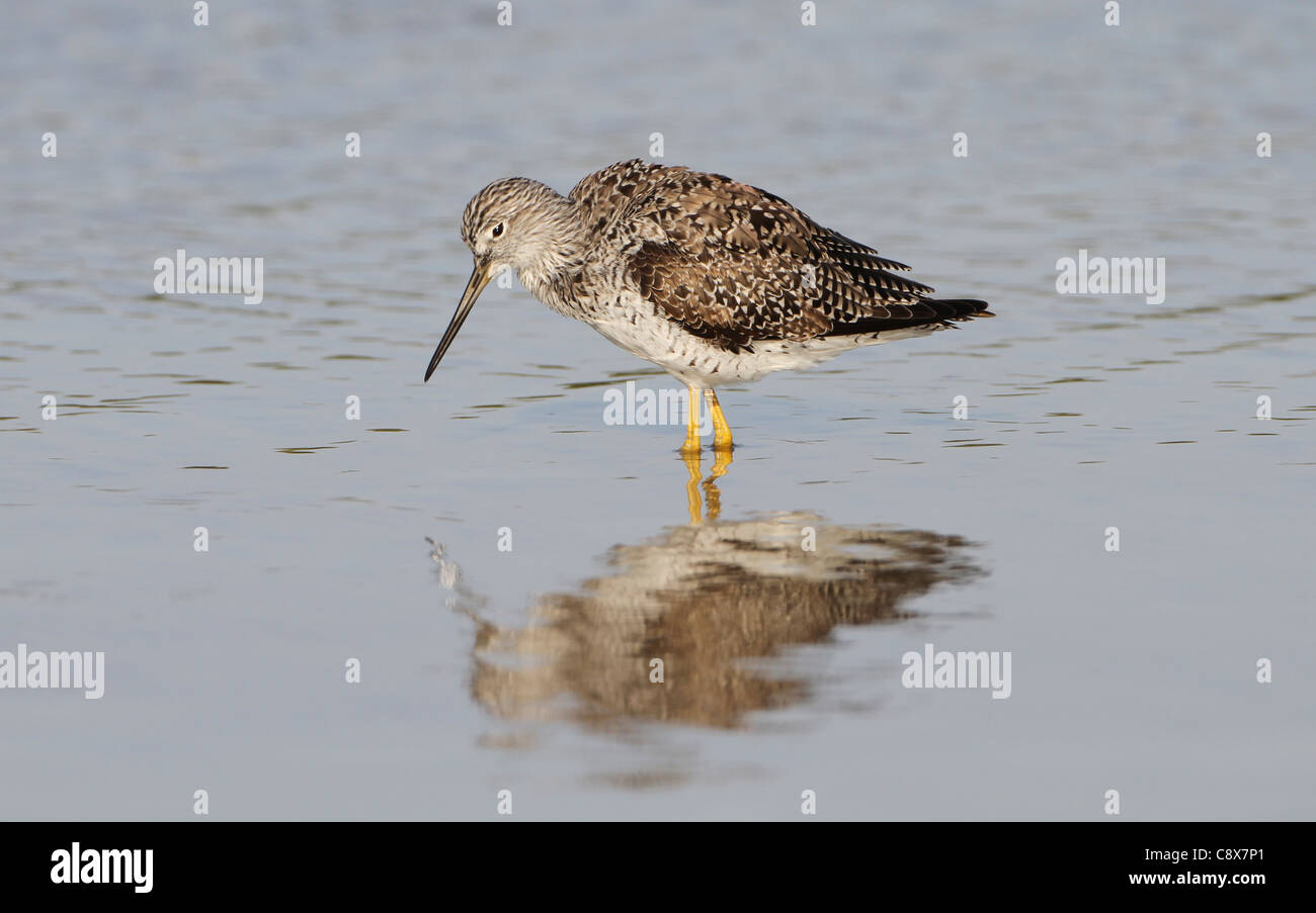 Lesser Yellowlegs (Tringa flavipes Stock Photo - Alamy