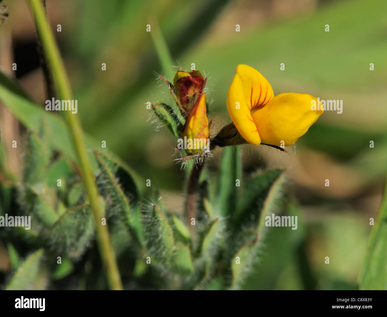 Hairy Bird's-foot-trefoil, lotus subbiflorus Stock Photo - Alamy