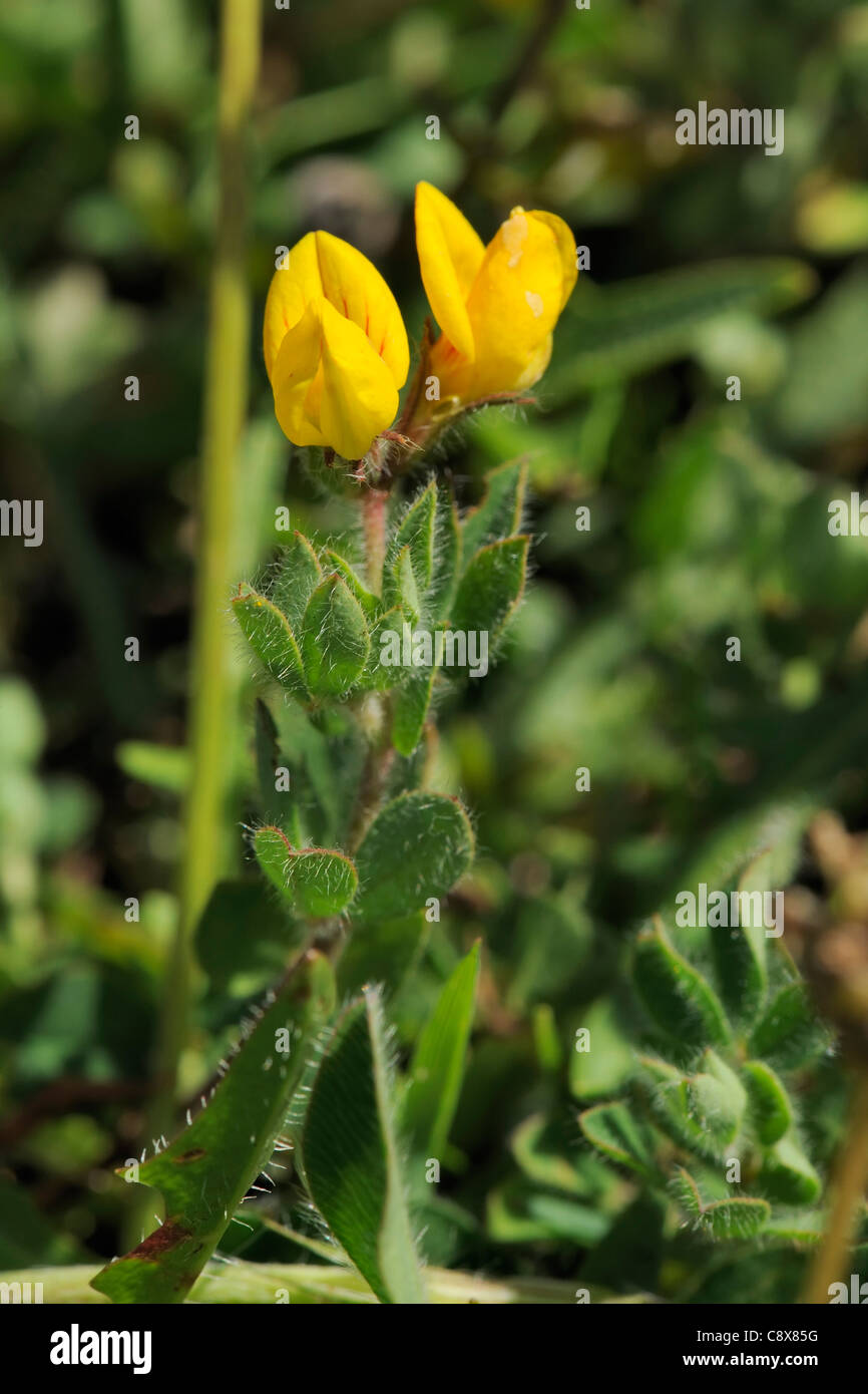 Hairy bird foot trefoil hi-res stock photography and images - Alamy