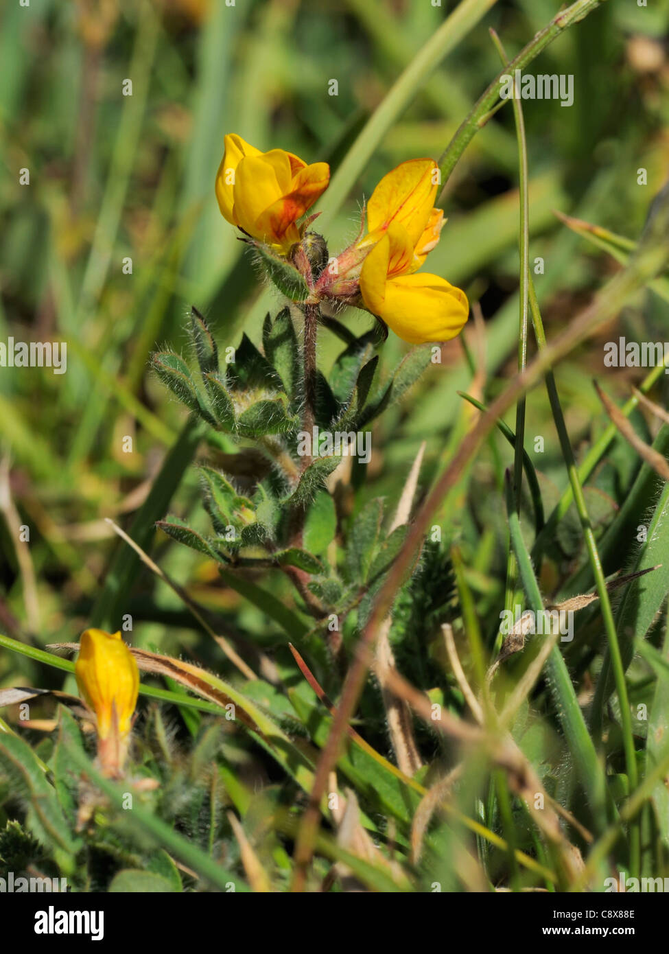 Hairy bird foot trefoil hi-res stock photography and images - Alamy