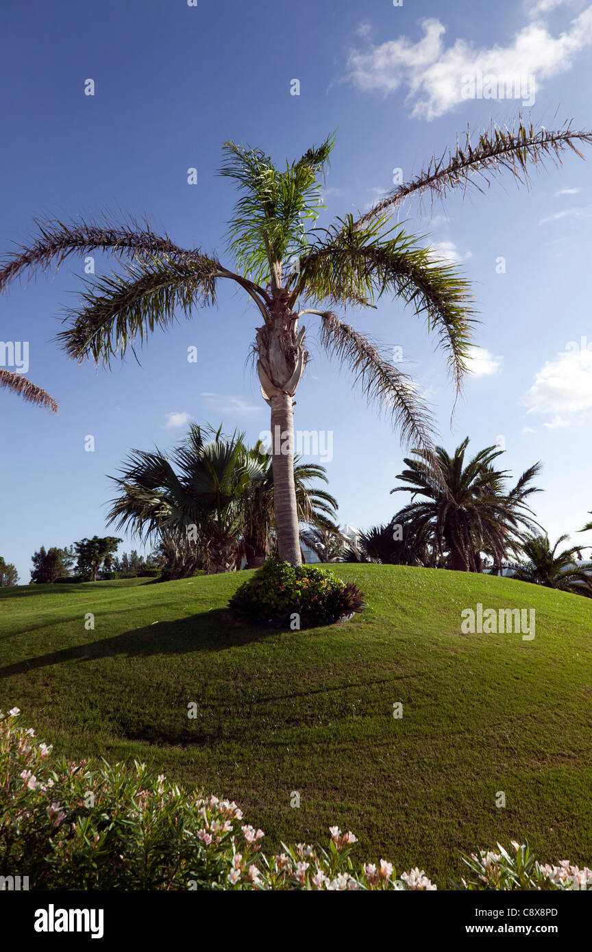 Beautiful Palm trees on the edge of the Belmont Hills Golf Course ...