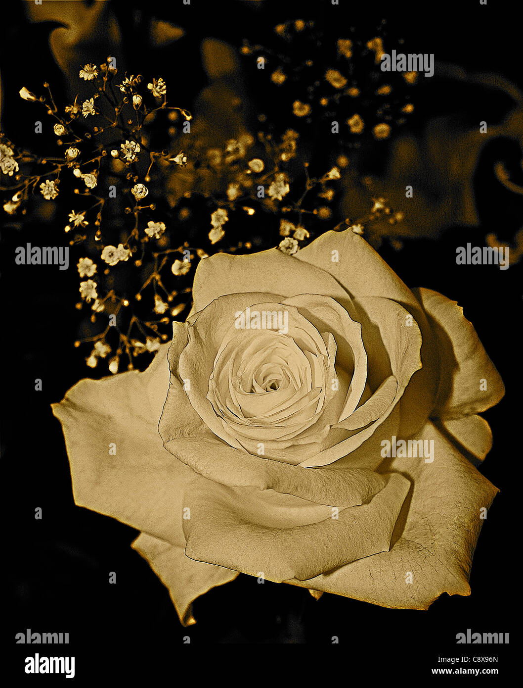 The single sepia rose Stock Photo - Alamy
