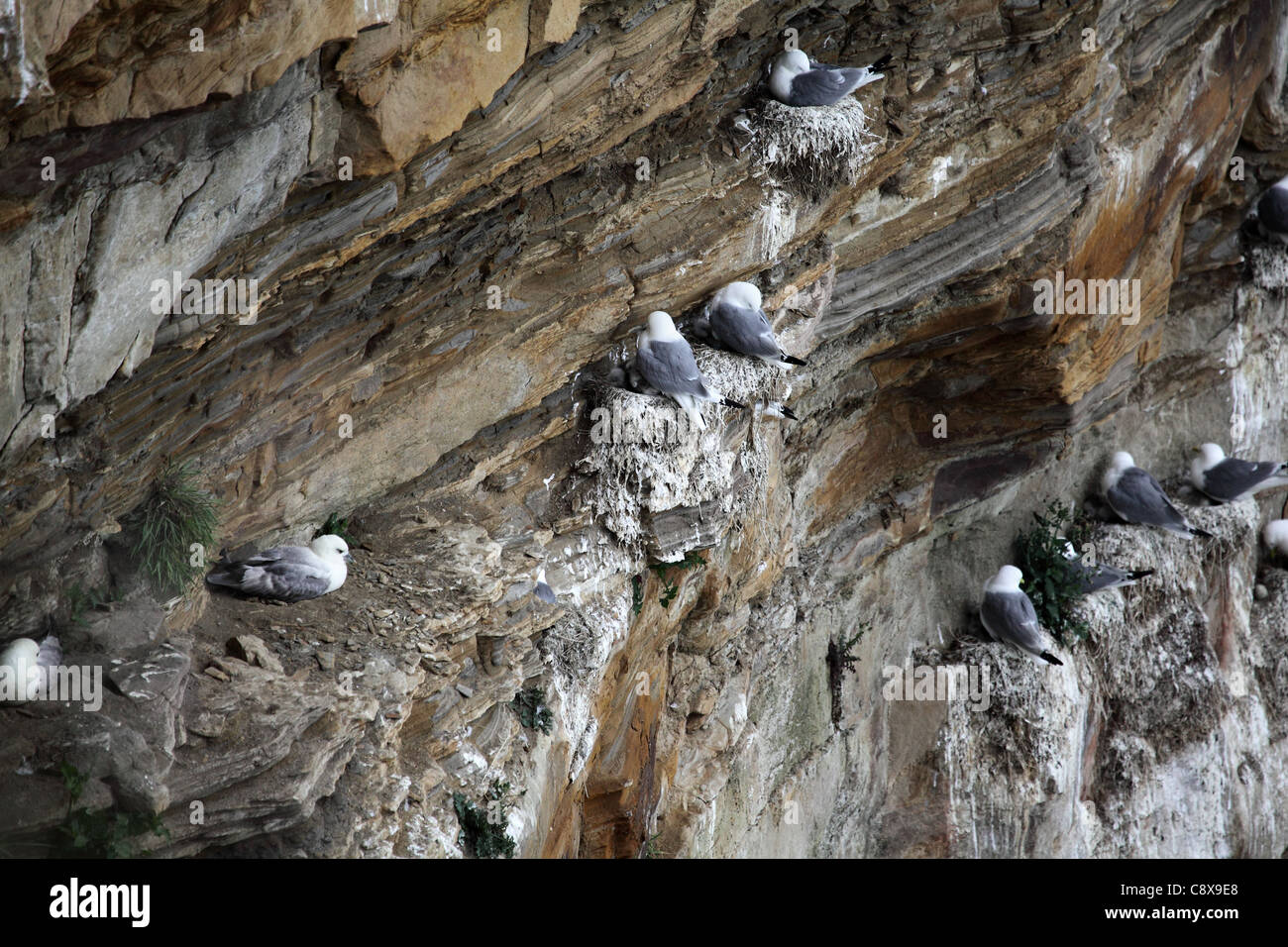 Sea gulls nesting hi-res stock photography and images - Alamy